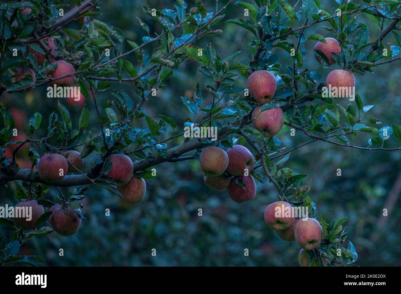 Apple Season In Srinagar at David Velasquez blog