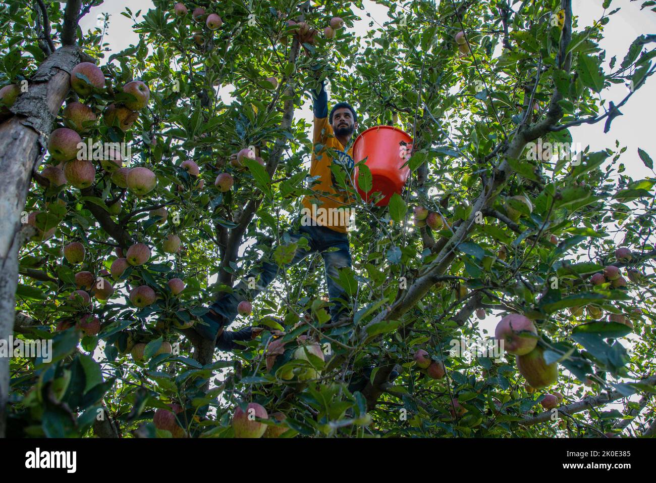 A farmer picks fresh apples at an orchard during the harvesting season ...