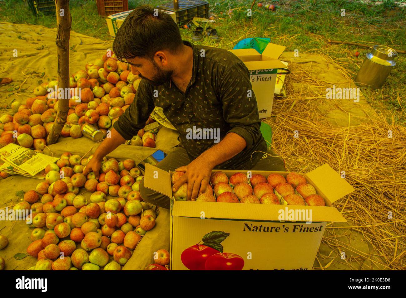 A farmer packs fresh apples at an orchard during harvesting season on ...