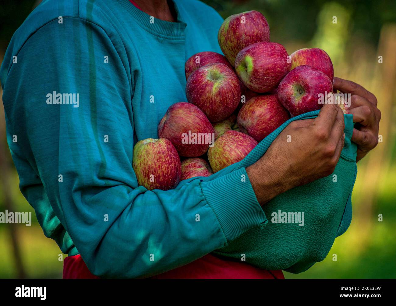 A farmer seen carrying fresh apples at an orchard during the harvesting ...
