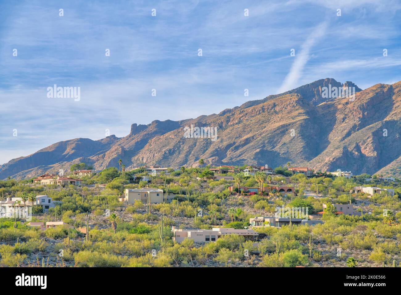Sloped neighborhood surrounded by saguaro cactus and wild shrubs in ...