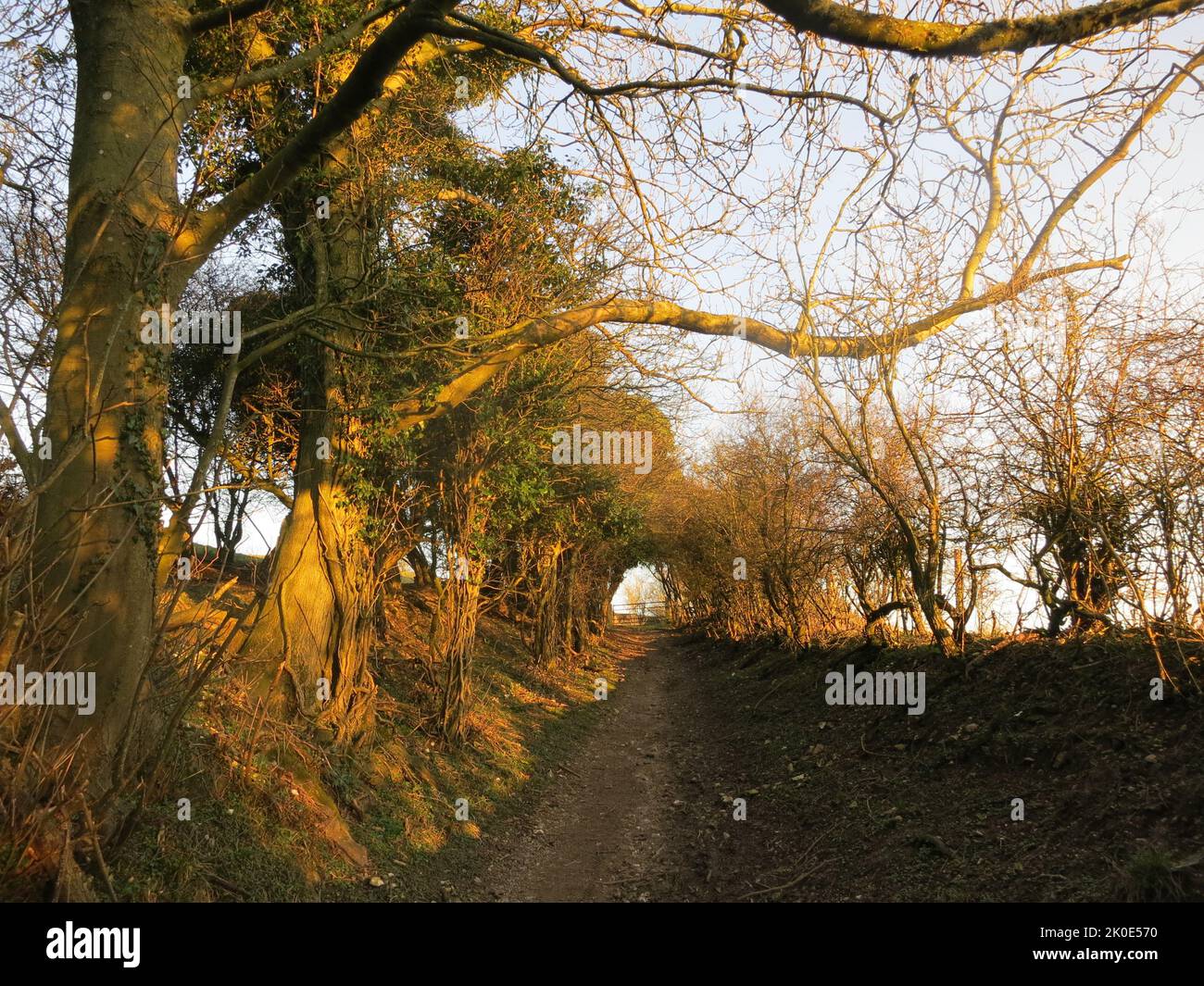 The South Downs Way National trail and park. long distance footpath ...