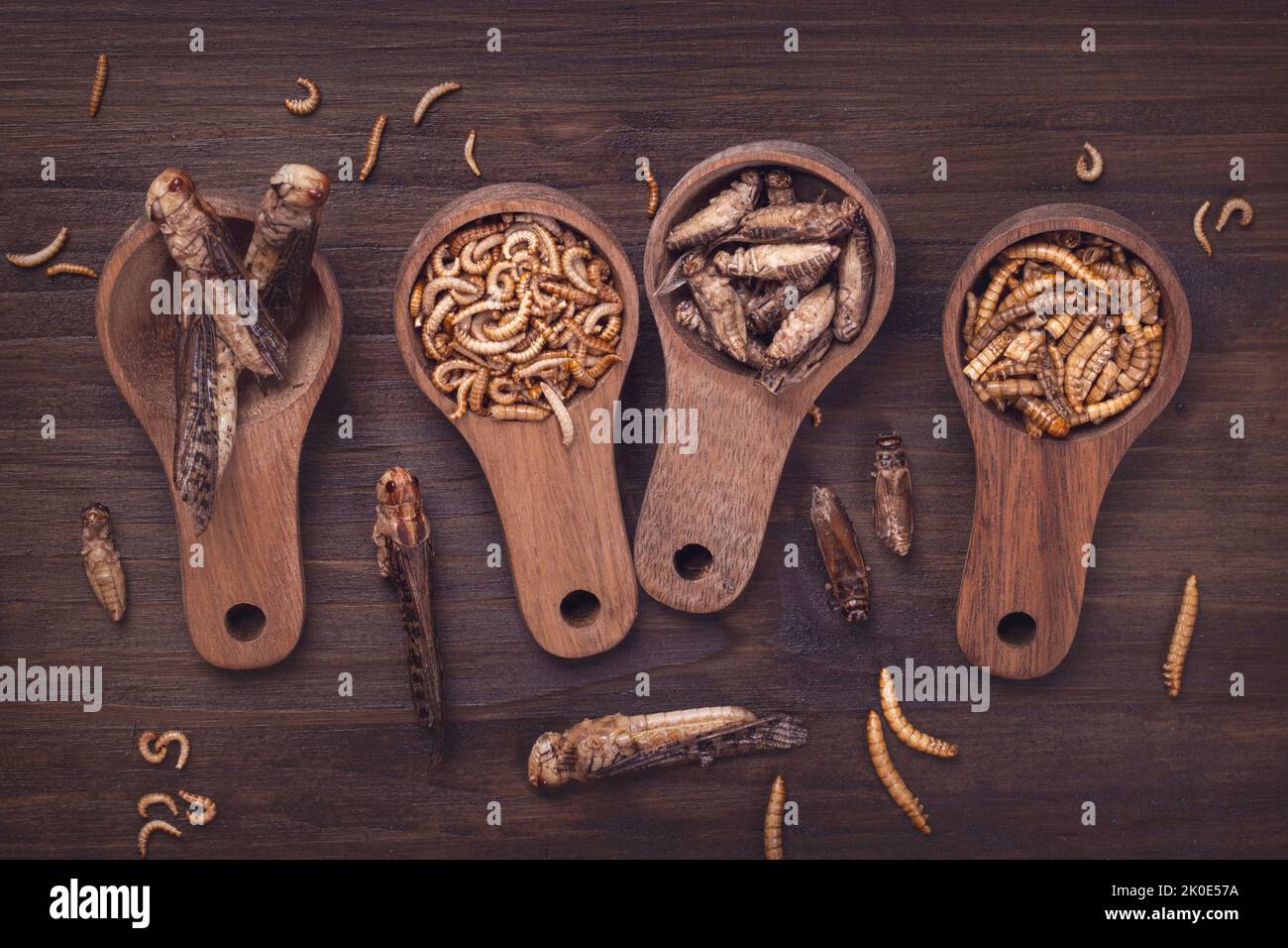 Dried edible insects on wooden background Stock Photo - Alamy