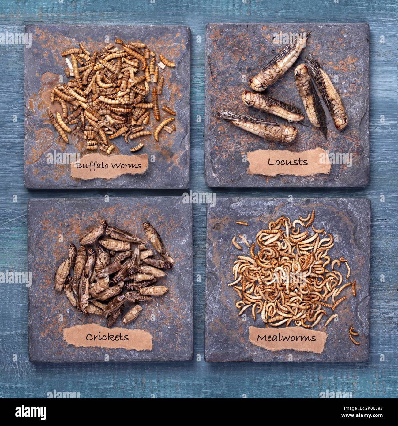 Mix of insects hi-res stock photography and images - Alamy