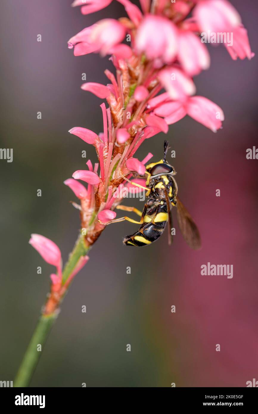 Female Two-banded Wasp Fly - Chrysotoxum Bicinctum On A Flower Of ...