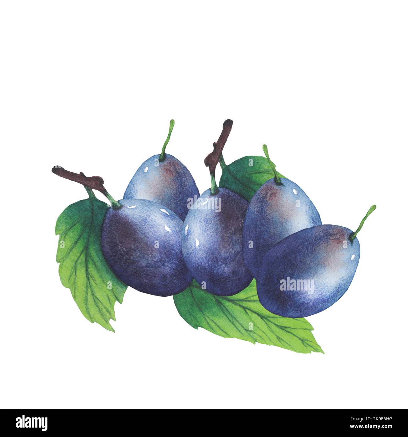Hand drawn watercolor plum and leaves isolated on white background ...