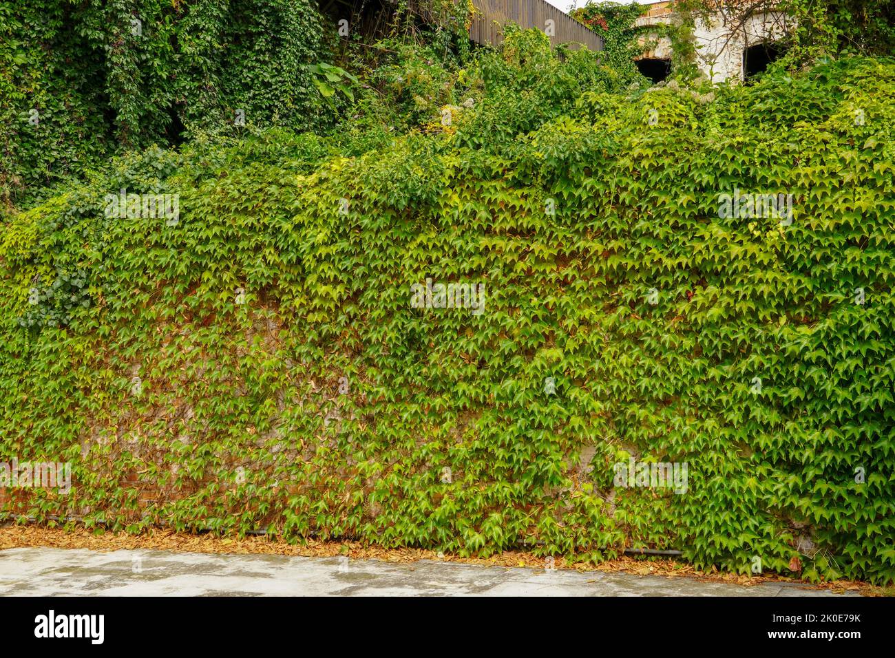 Concrete floor and green leaf ivy plant covered stone fence wall for ...