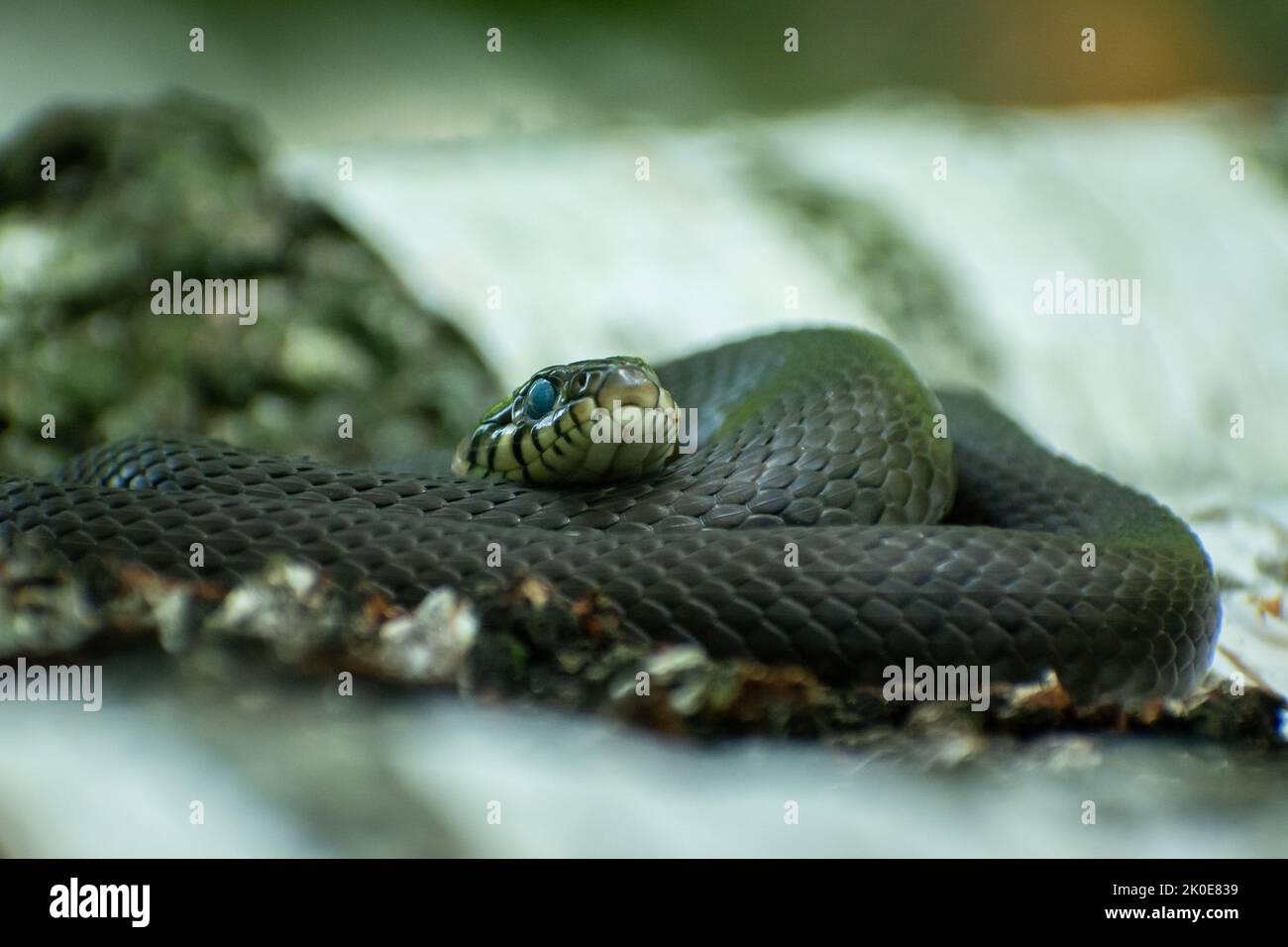 Curled snake hi-res stock photography and images - Alamy