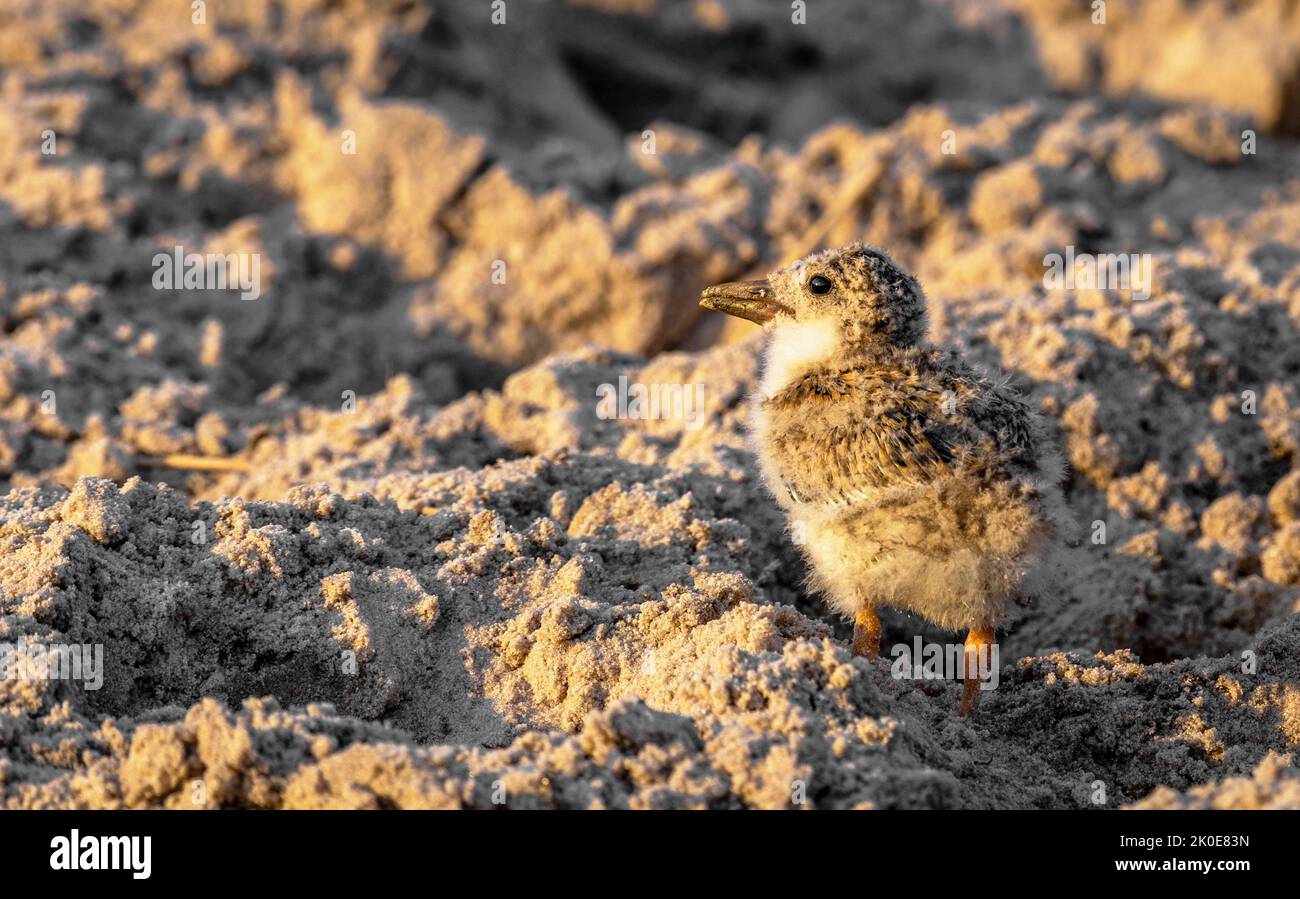 Chicks of an African Skimmer on the beach, Chobe Riverfront, Botswana ...