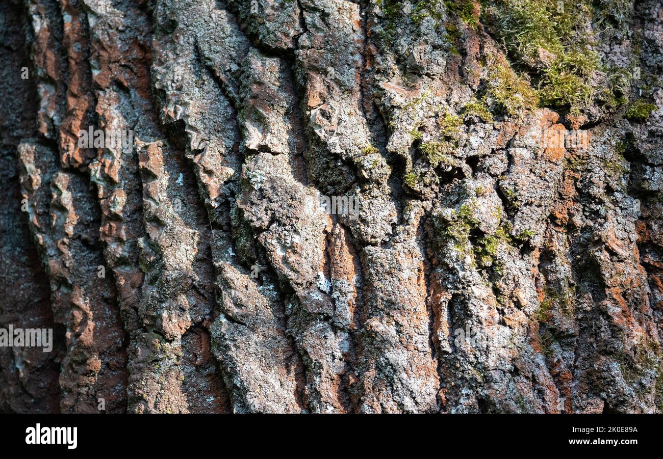 The bark of a deciduous tree in close-up. Tree bark structure, natural ...