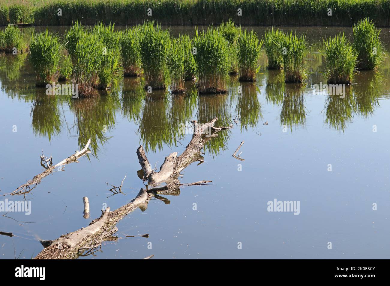 View of the lake, overgrown with reeds. The trunk of an old tree lies ...