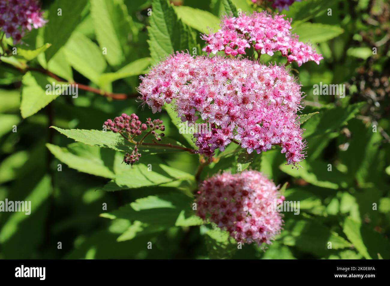 Flower of Spiraea Crispa (Spiraea japonica) on a background of green ...