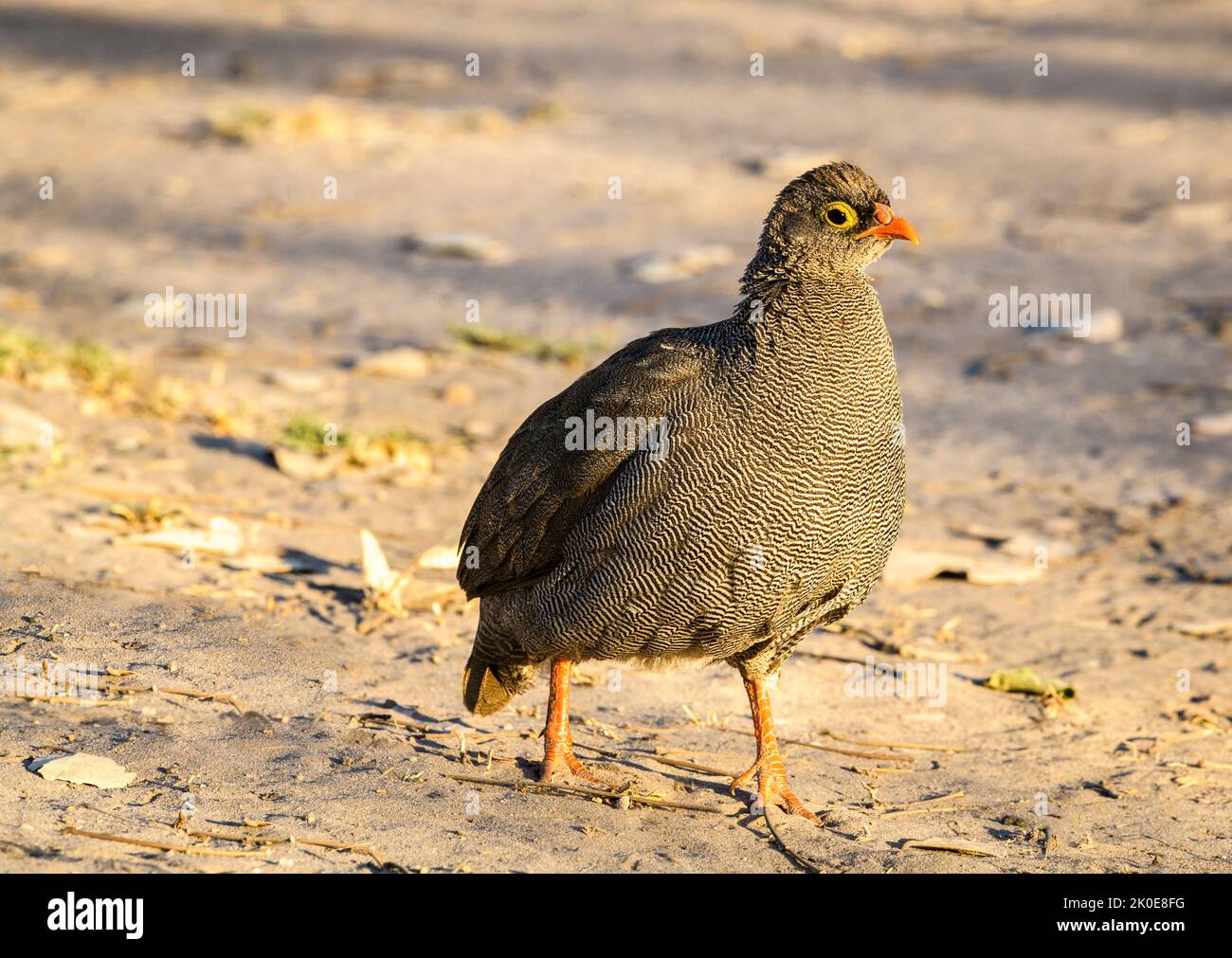 Red-billed Superfowl, also called Red-billed Francolin, Botswana Stock ...