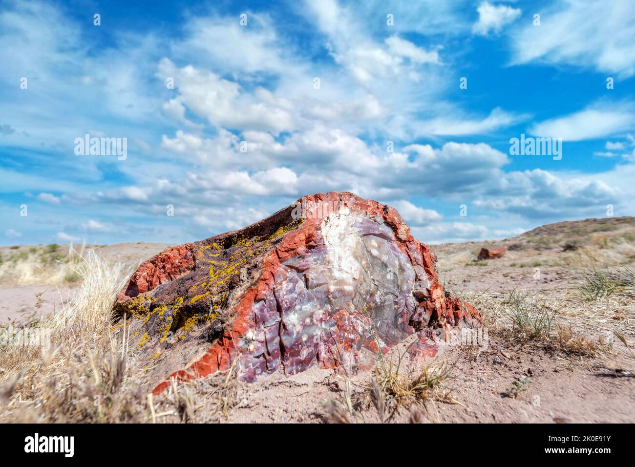 Petrified trees within the Petrified Forest National Park show their ...