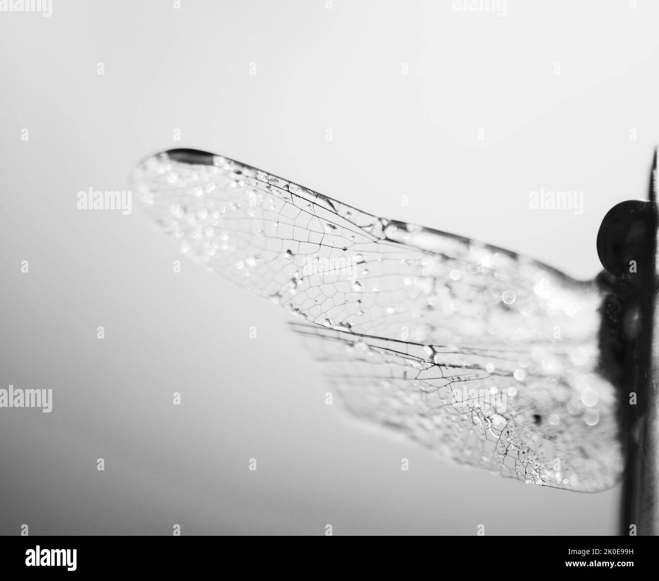 India dragon Black and White Stock Photos & Images - Alamy