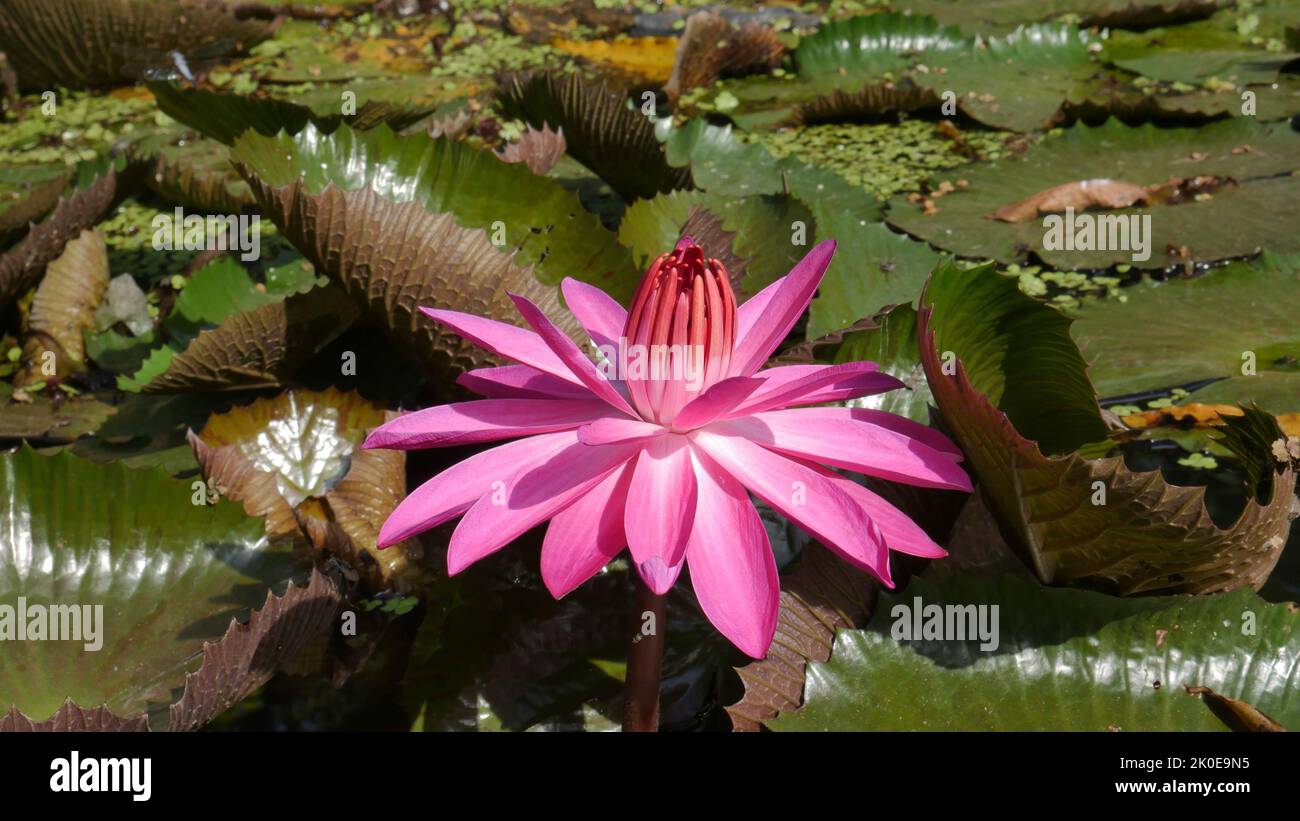 The pink lotus flower is blooming beautifully in the middle of the pond ...
