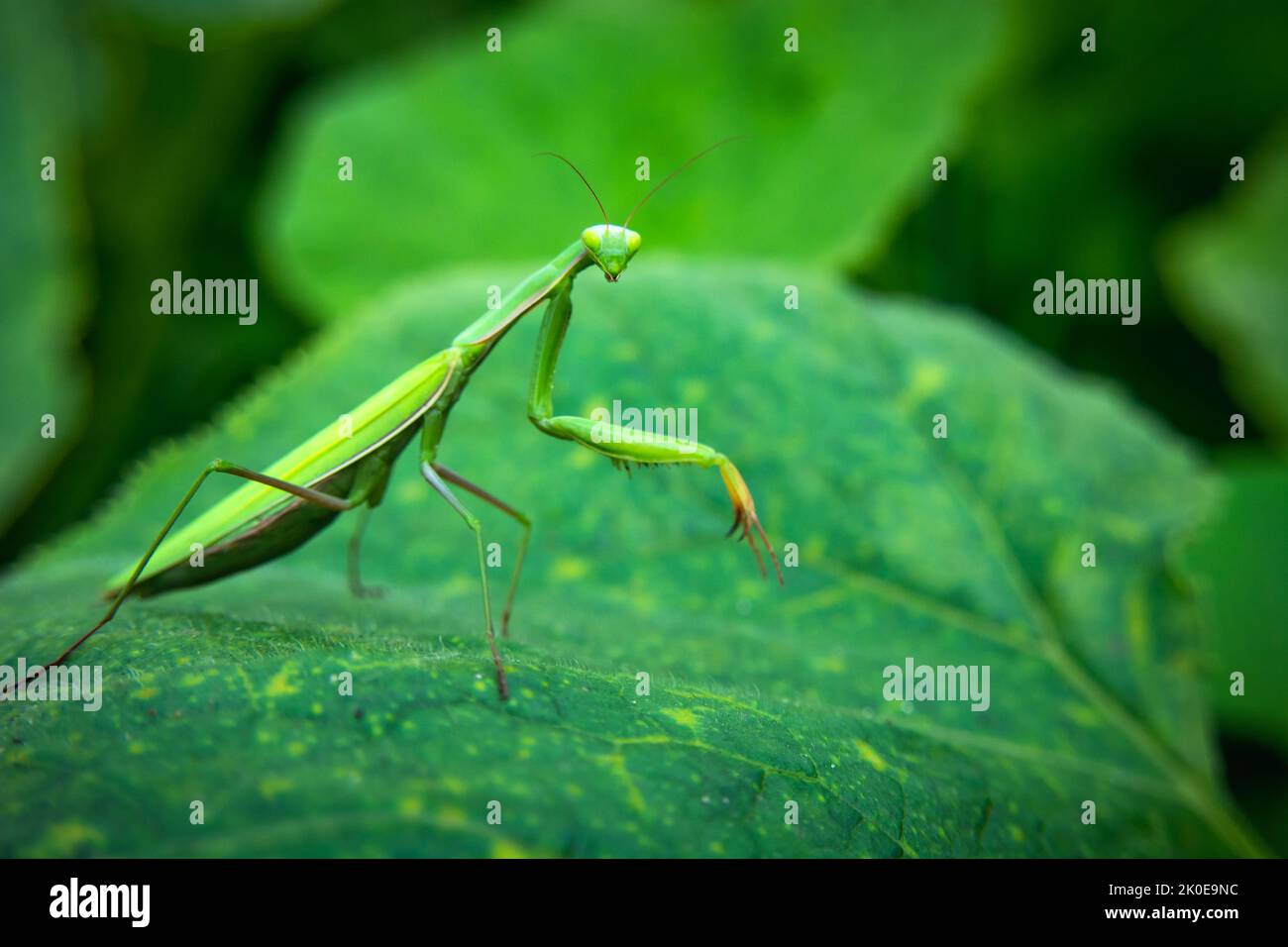 Single green mantis insect standing on a large leaf Stock Photo - Alamy