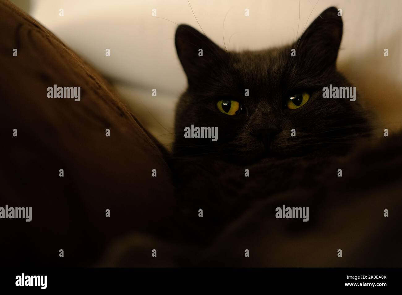 Sleepy gray cat stretched his paws forward. Domestic lazy kitty with ...