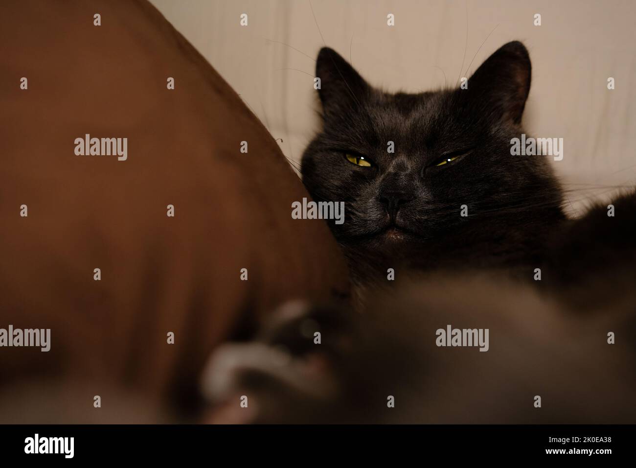 Sleepy gray cat stretched his paws forward. Domestic lazy kitty with ...