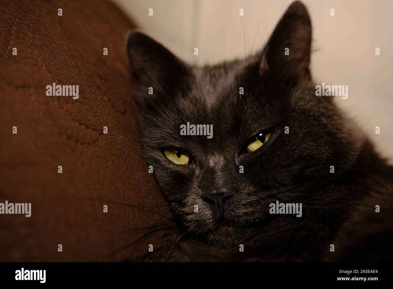 Sleepy gray cat stretched his paws forward. Domestic lazy kitty with ...