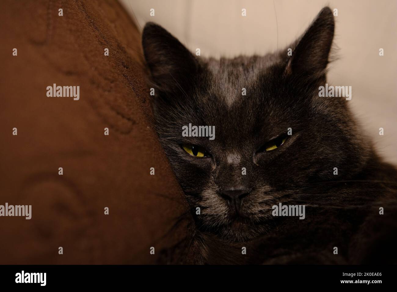 Sleepy gray cat stretched his paws forward. Domestic lazy kitty with ...