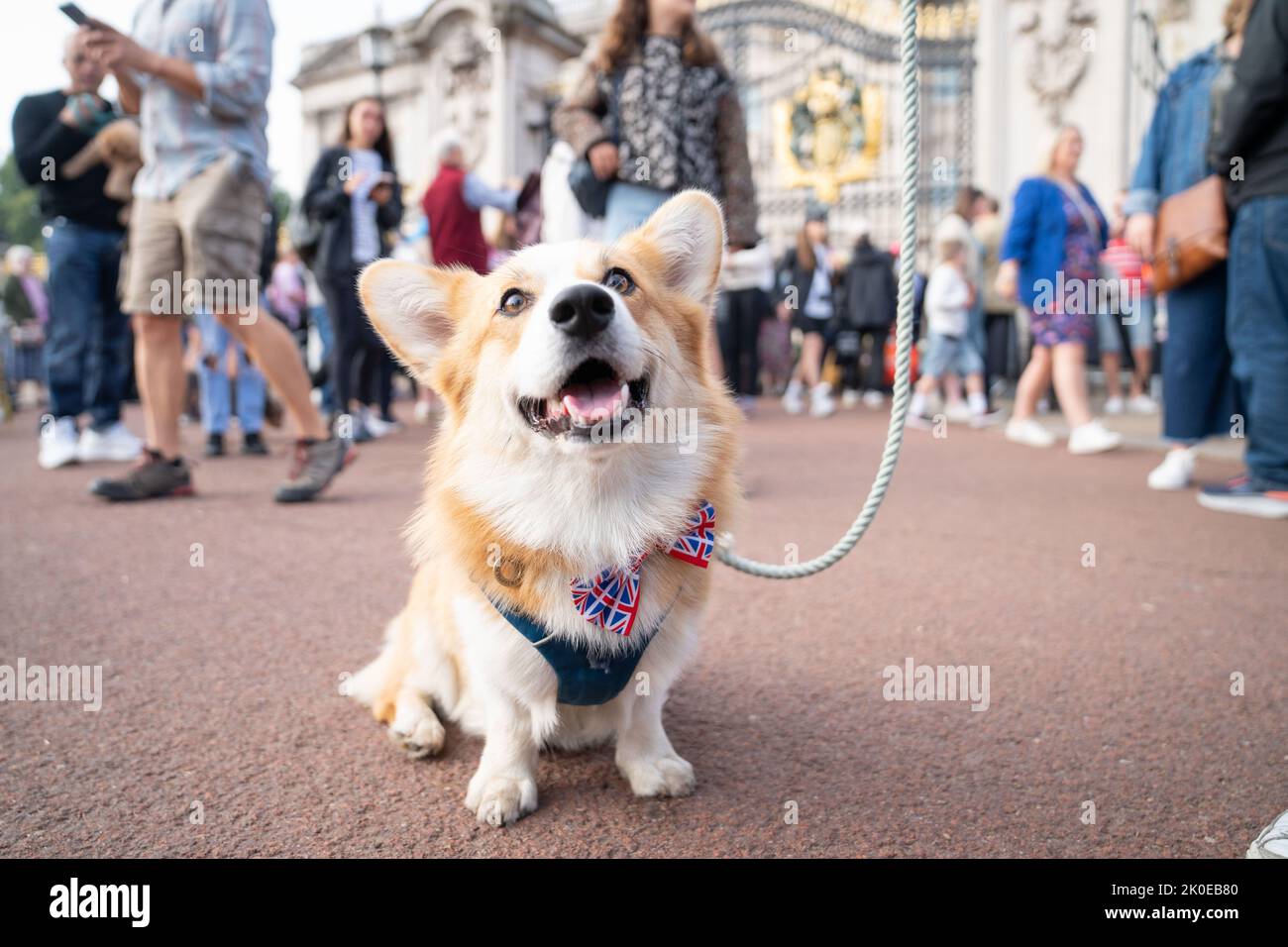 A Corgi outside Buckingham Palace, London, following the death of Queen ...