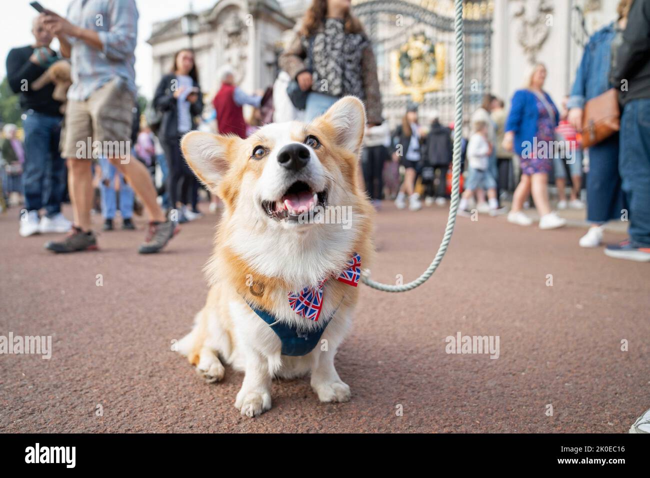 A Corgi outside Buckingham Palace, London, following the death of Queen ...