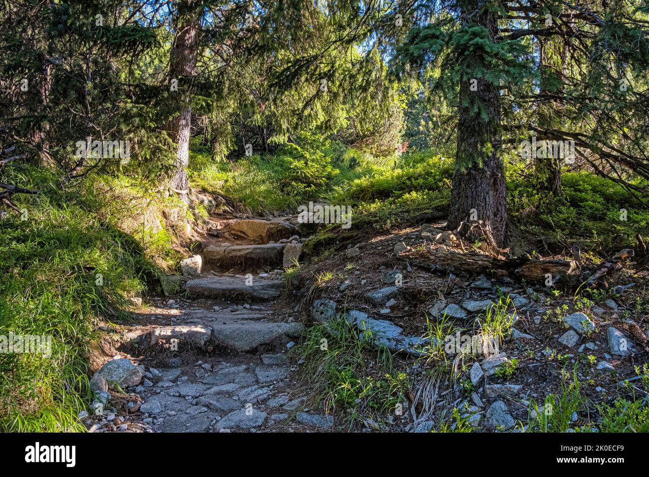 Footpath in coniferous forest, High Tatras mountains, Slovak republic ...