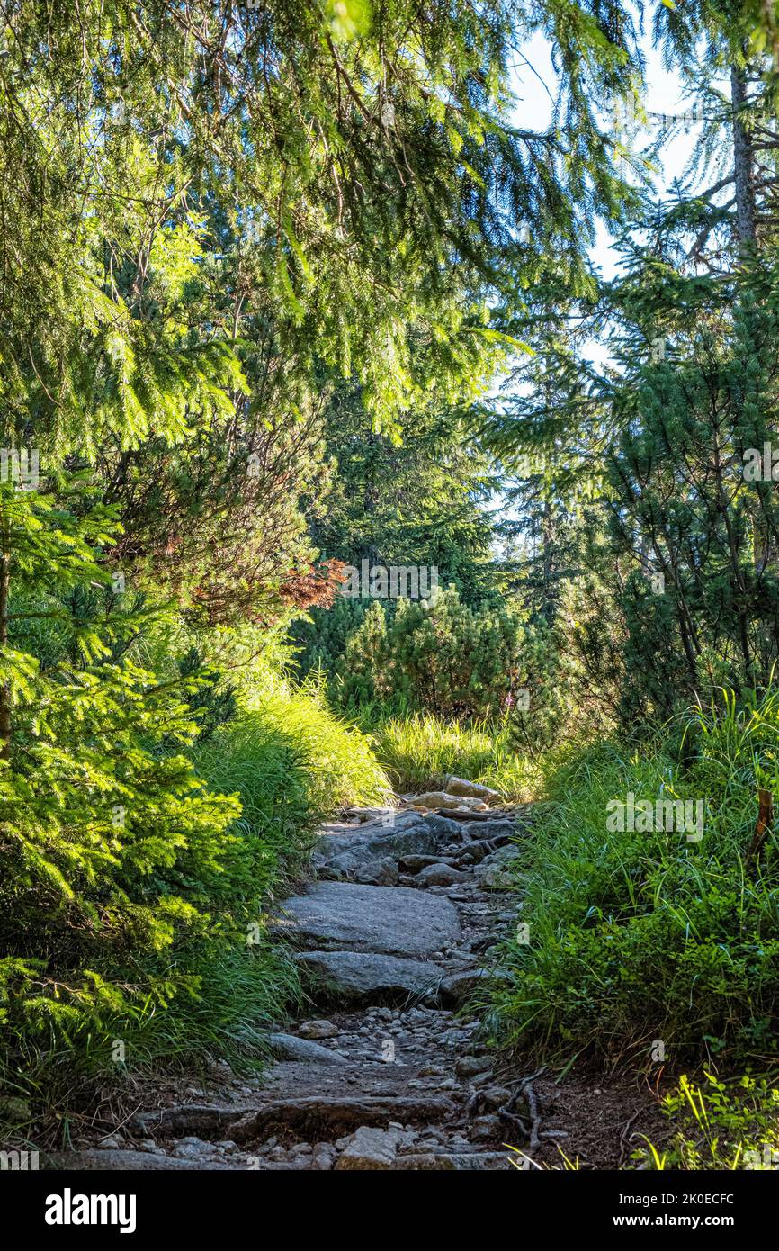 Footpath in coniferous forest, High Tatras mountains, Slovak republic ...