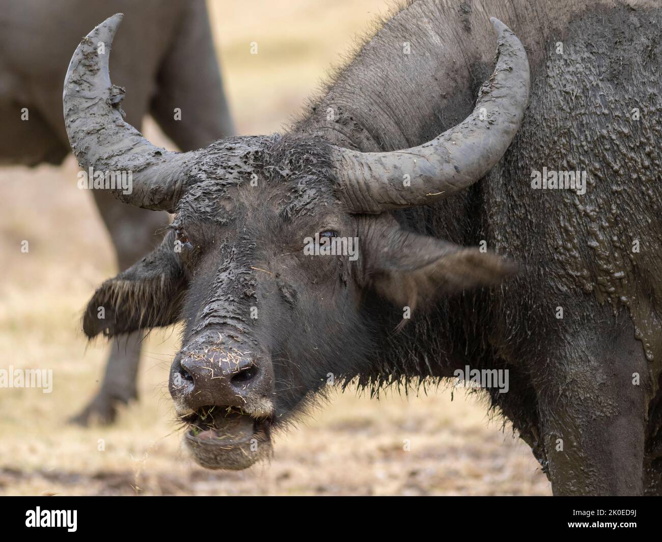 Bull with large horns; buffalo in the wild; close up of a buffalo ...