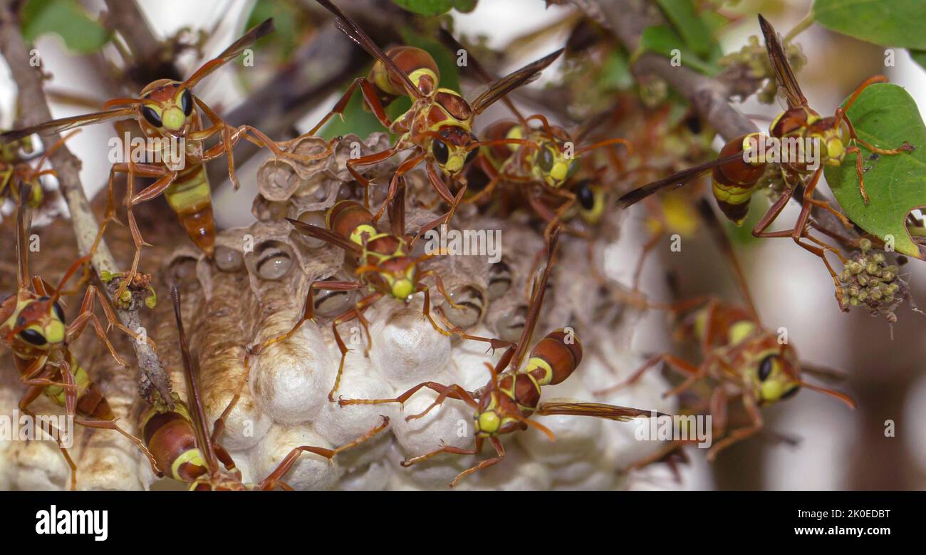 a swam of adult wasps showing a threat display defending their nest ...