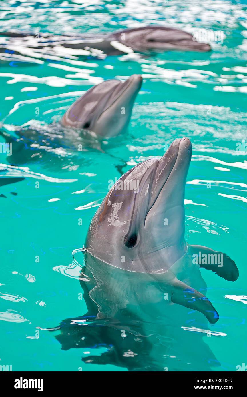 Cheerful dolphins hi-res stock photography and images - Alamy