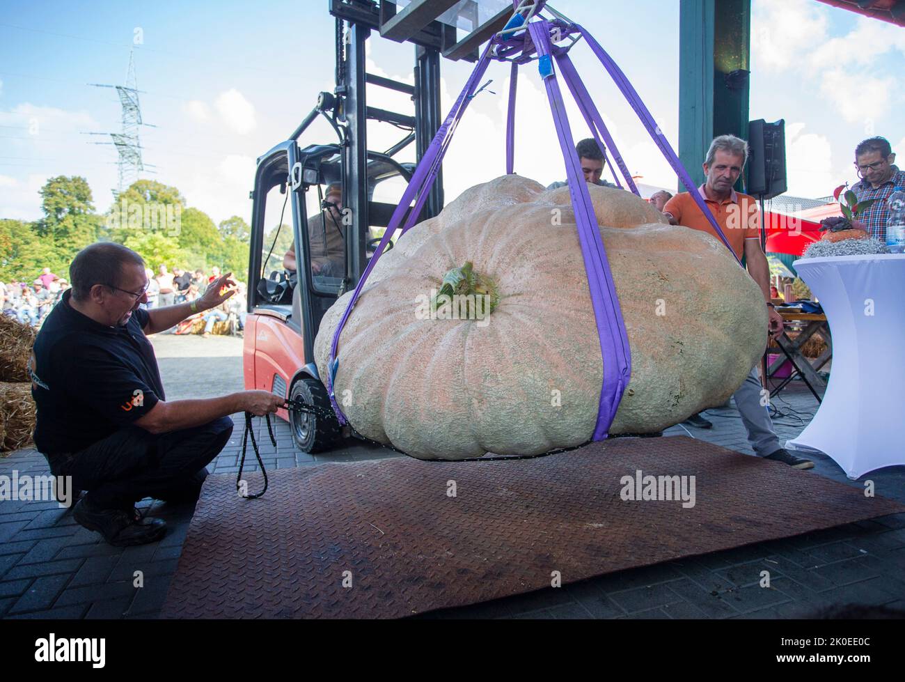 Lohmar, Germany. 11th Sep, 2022. Helpers transport a pumpkin to the ...