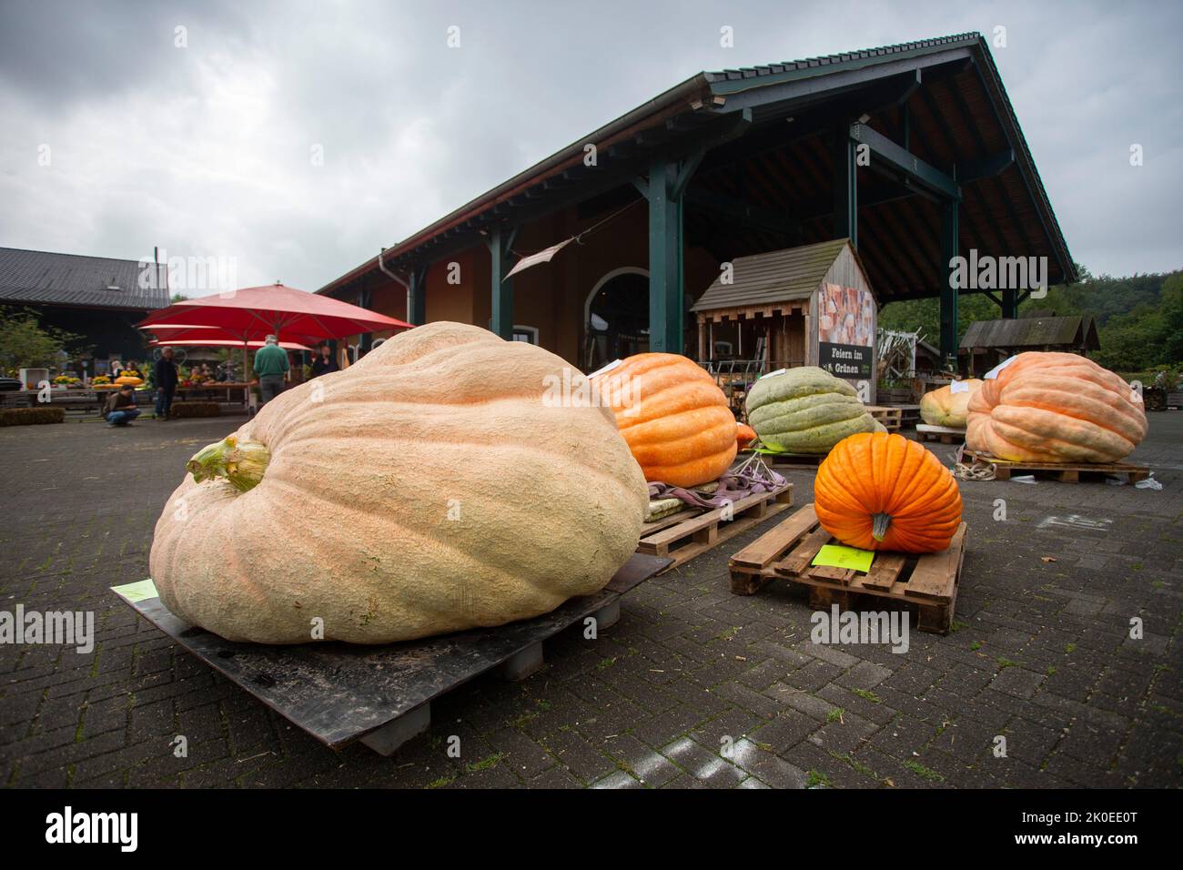 Lohmar, Germany. 11th Sep, 2022. The participating pumpkins lie ready ...
