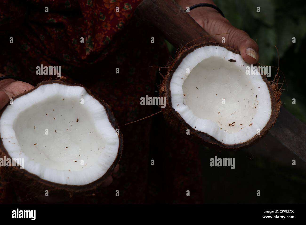 Coconut shells half isolated hi-res stock photography and images - Alamy