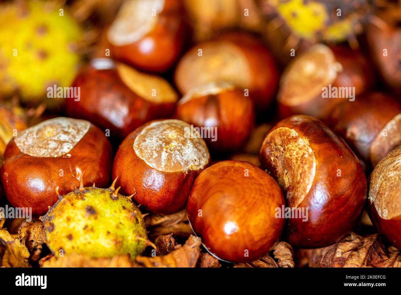 A group of conkers from the horse chestnut (Aesculus hippocastanum ...