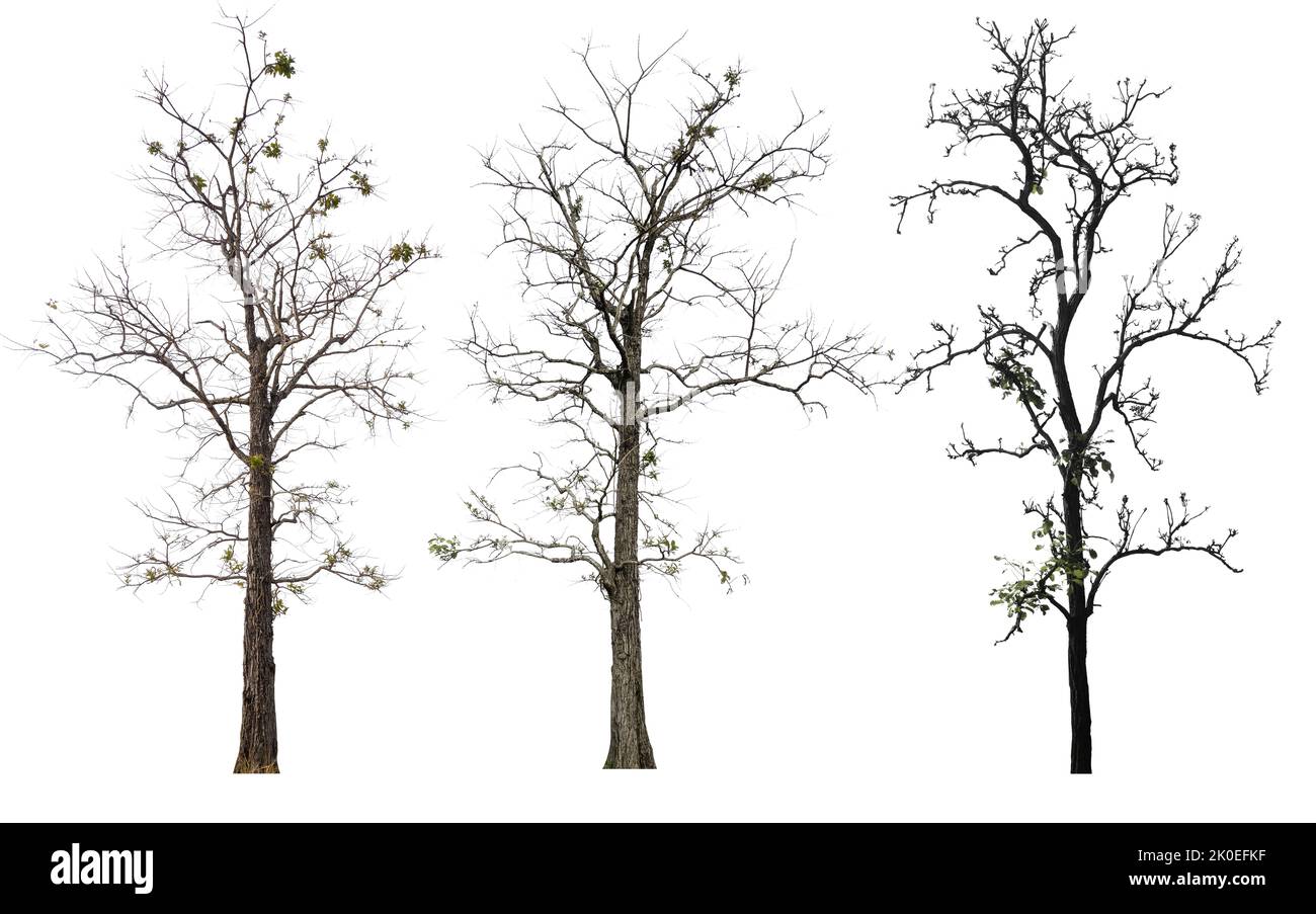 Collection death tree on white background with clippings path Stock ...