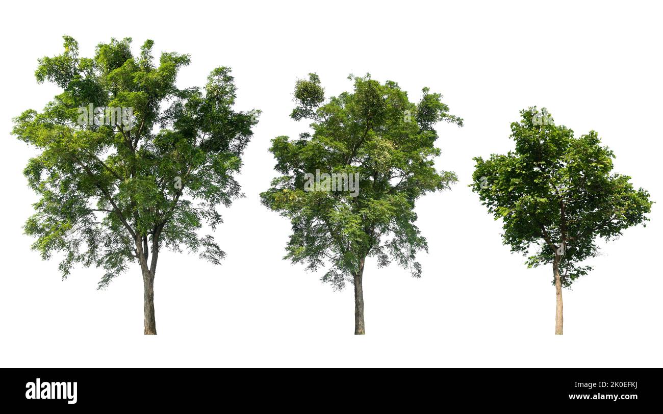 Isolated collection high quality tree on white background with ...