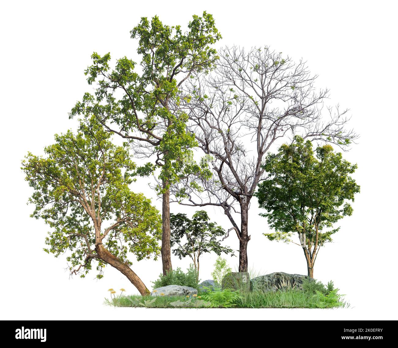 Evergreen forest summer path Cut Out Stock Images & Pictures - Alamy