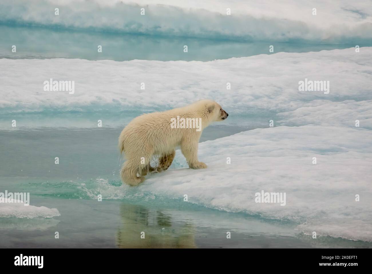 Polar bear cub on sea ice in Beaufort Sea, Nunavut, Canada Stock Photo ...