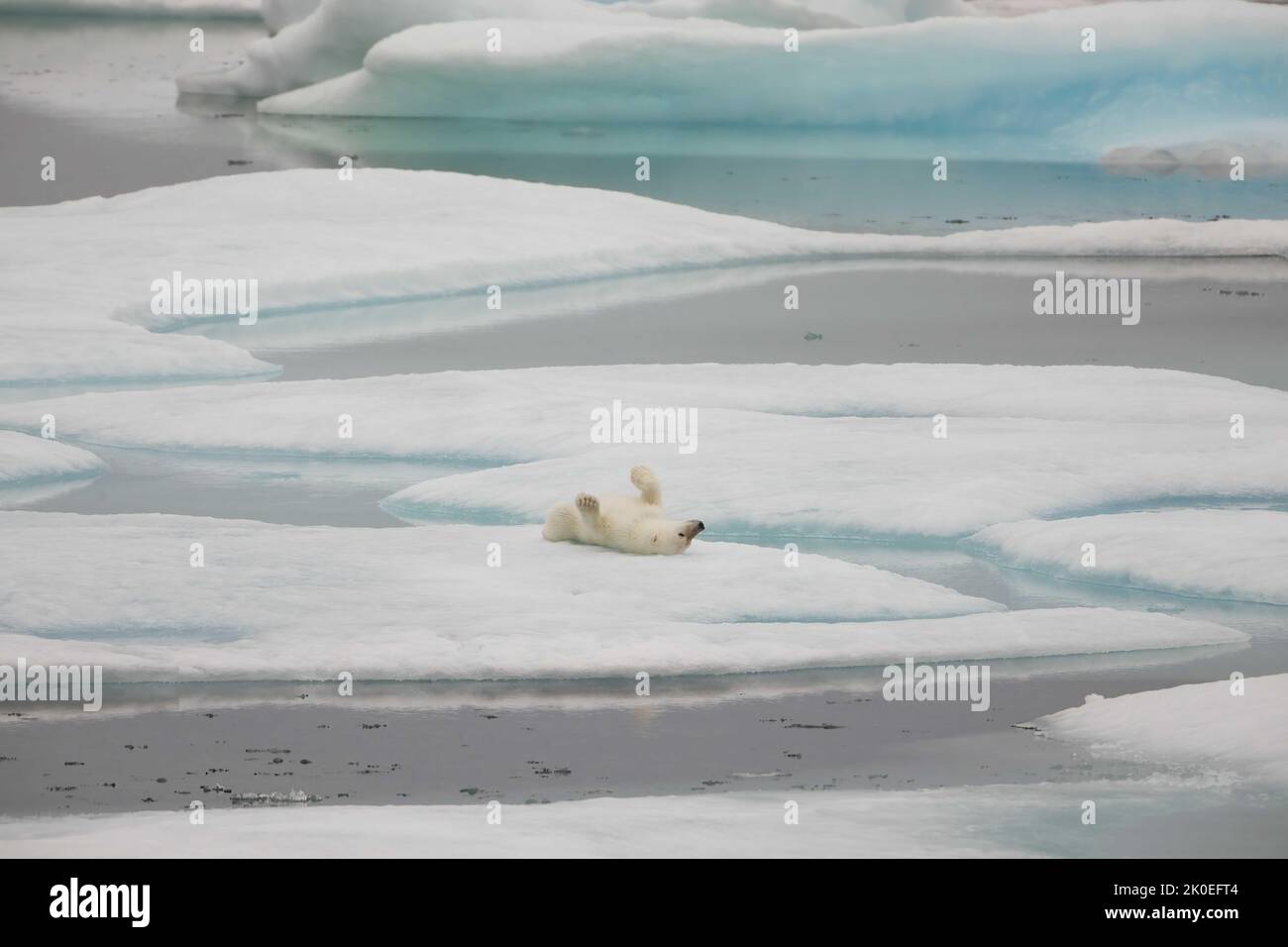 Polar bear cub on sea ice in Beaufort Sea, Nunavut, Canada Stock Photo ...