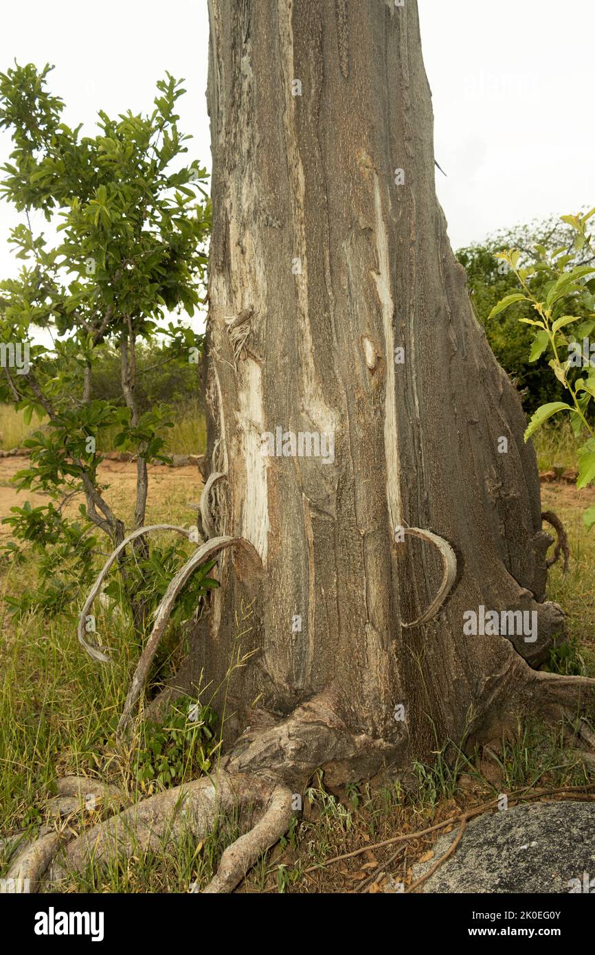 Strips of bark are pulled from the trunk of a baobab by feeding ...