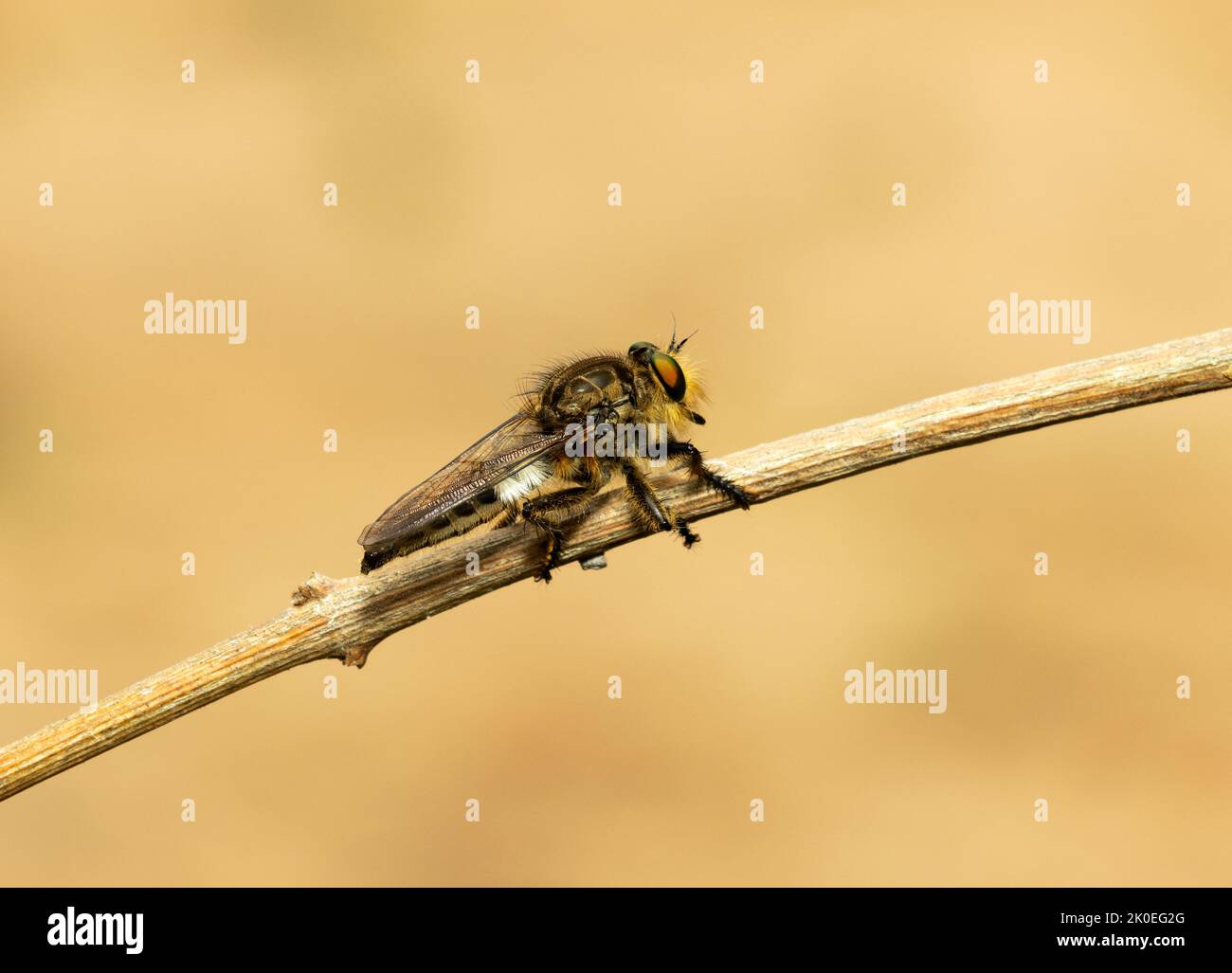 A large predatory Robber Fly with diagnostic iridescent compound eyes ...