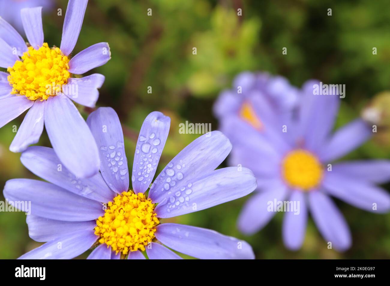 Kingfisher daisies hi-res stock photography and images - Alamy