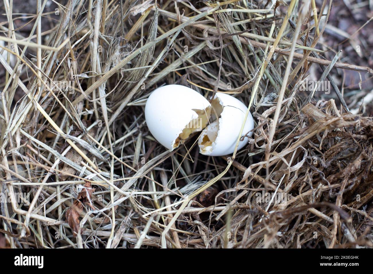 White shell pigeon egg on dry grass. Live nature Stock Photo - Alamy