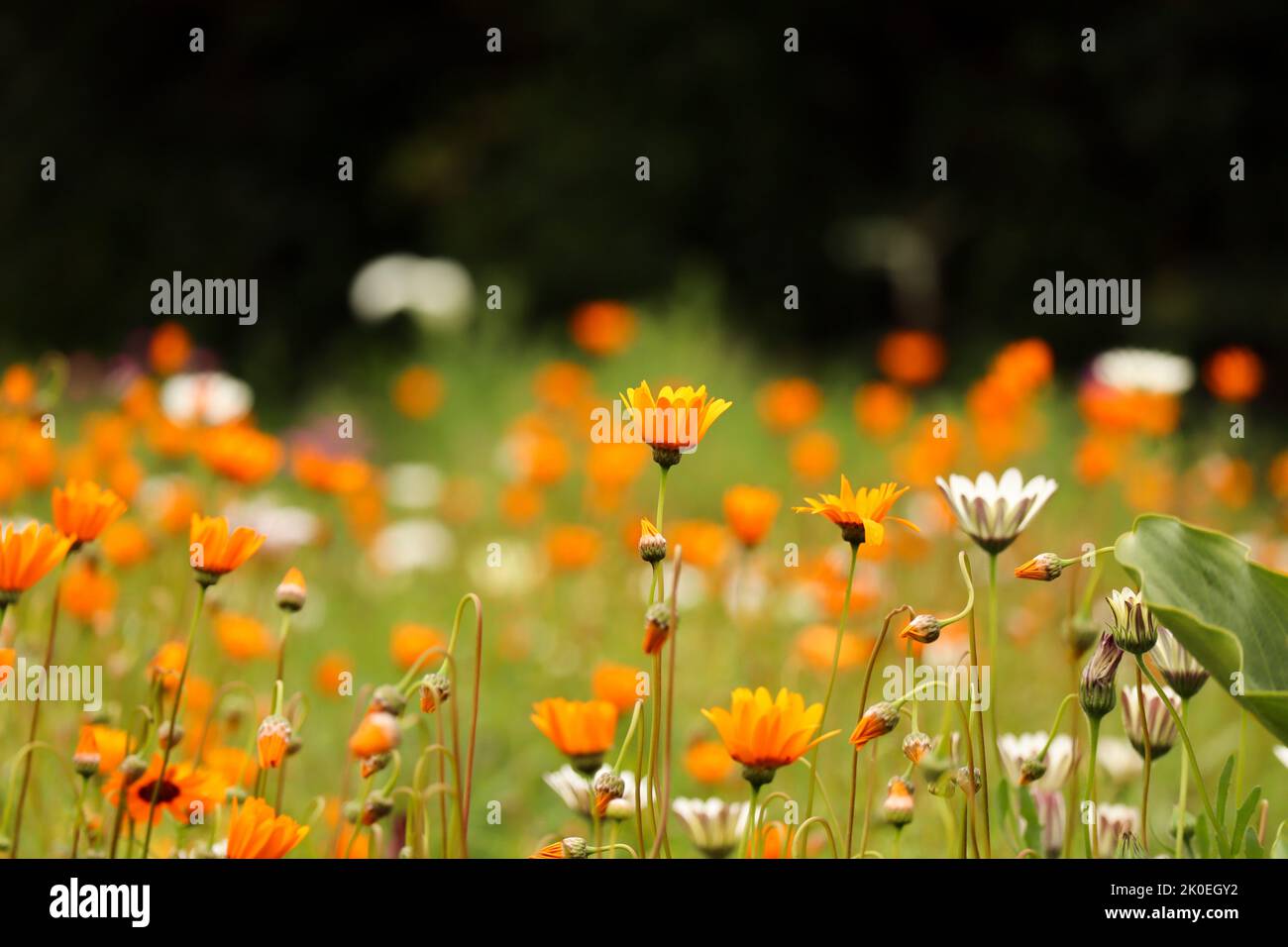 Wildflowers blooming in spring. Kirstenbosch Botanical Gardens in Cape ...