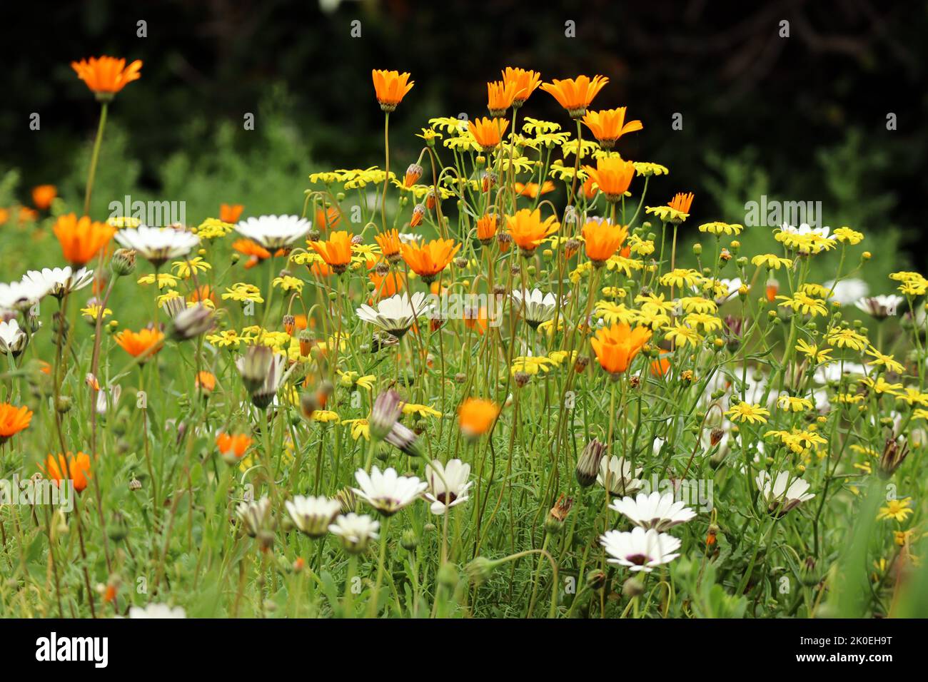Wildflowers blooming in spring. Kirstenbosch Botanical Gardens in Cape ...