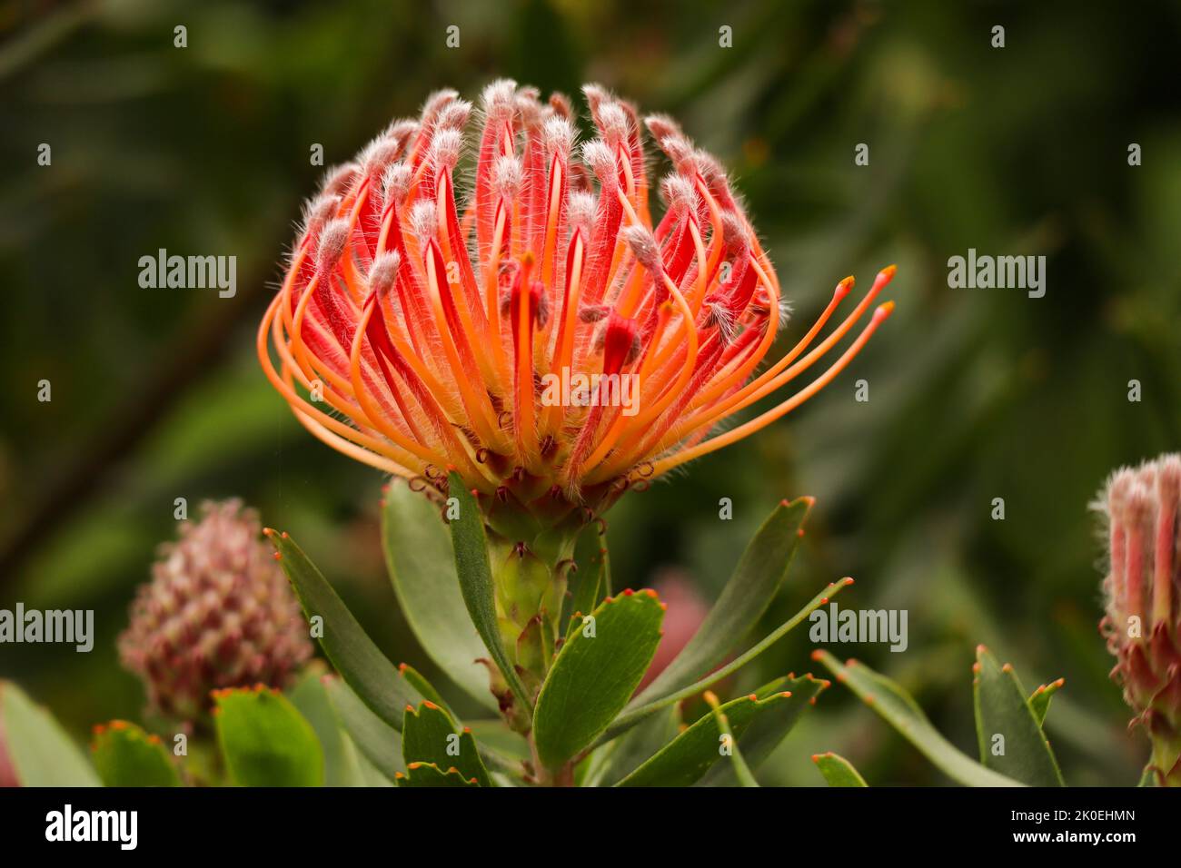 Pincushion proteas in full bloom during spring. Kirstenbosch National ...
