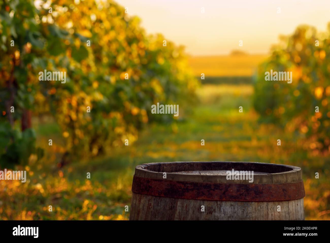 wooden barrel for wine on vineyard in countryside at sunset Stock Photo ...