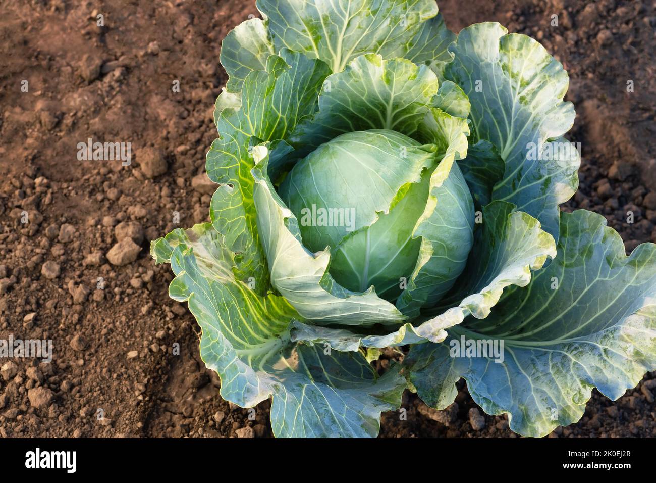 top view head of cabbage in the garden Stock Photo - Alamy